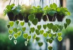 String of Hearts Plant: A Guide to Growing and Caring for Ceropegia ...