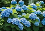Best Place to Plant Hydrangeas: Tips and Recommendations - PlantNative.org
