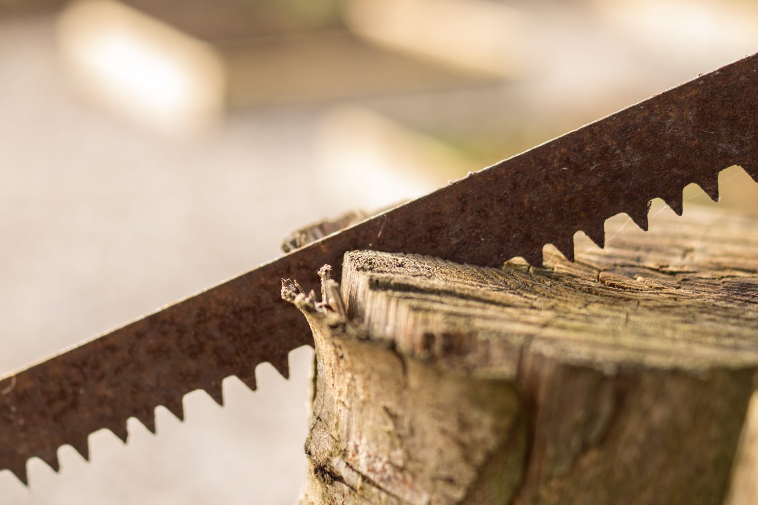 Best Garden Saws for Tackling Thick Branches: Plant Guide