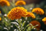 Do Marigolds Need Full Sun? A Guide to Marigold Sunlight Requirements ...