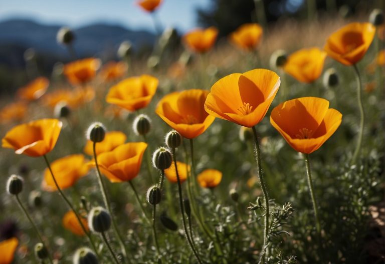 California Poppy from Seed: A Guide to Growing the State Flower ...