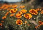California Poppy from Seed: A Guide to Growing the State Flower ...