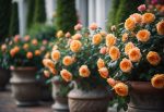 Climbing Roses in Pots: Tips and Tricks for Growing Beautiful Blooms ...