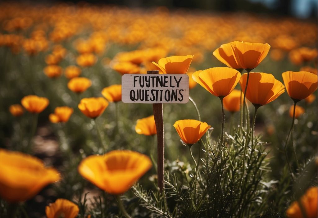 California Poppy from Seed: A Guide to Growing the State Flower ...