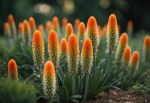 Red Hot Poker Plants: A Guide to Growing and Caring for Them ...