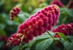 Love Lies Bleeding Amaranth: A Guide to Growing and Caring for this ...