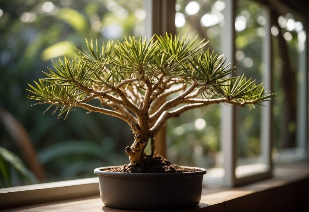 Madagascar Dragon Tree Care: Tips for Healthy Growth - PlantNative.org