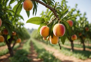 Best Peach Trees for Texas: A Guide to Choosing the Right Variety for ...