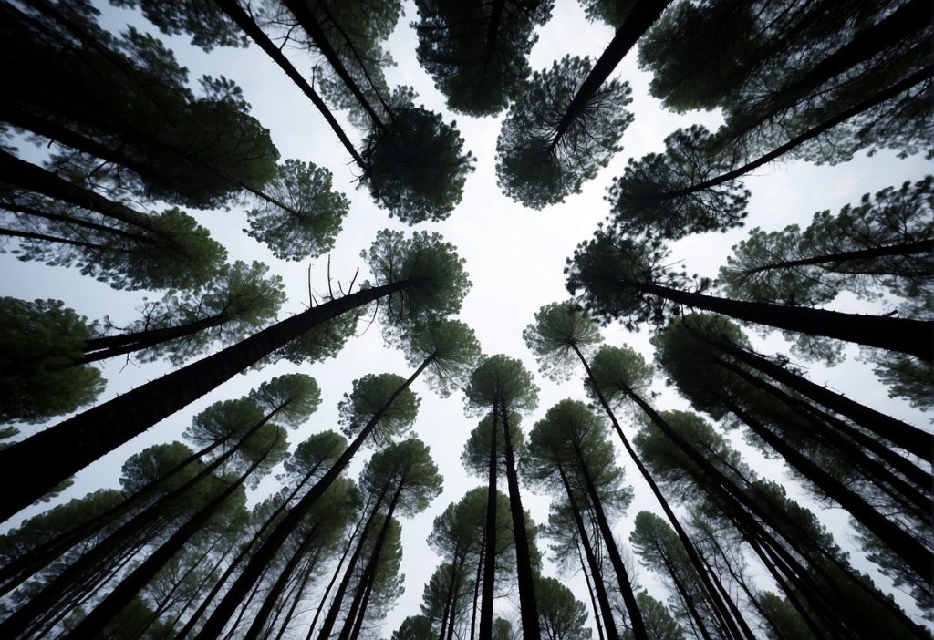 Pine Trees in Indiana: A Guide to Identification and Distribution ...