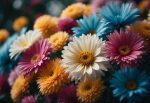 Flowers That Look Like Feathers: A Guide to Feather-Like Blooms ...