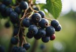 Plant That Looks Like Blackberry: A Guide to Identifying Similar ...
