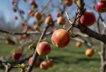 Best Fruit Trees for Indiana: A Guide to Thriving Varieties in the ...