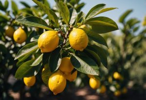 Lemon Tree Zone 7: Native Plant Guide
