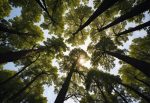 Types of Oak Trees in Wisconsin - PlantNative.org