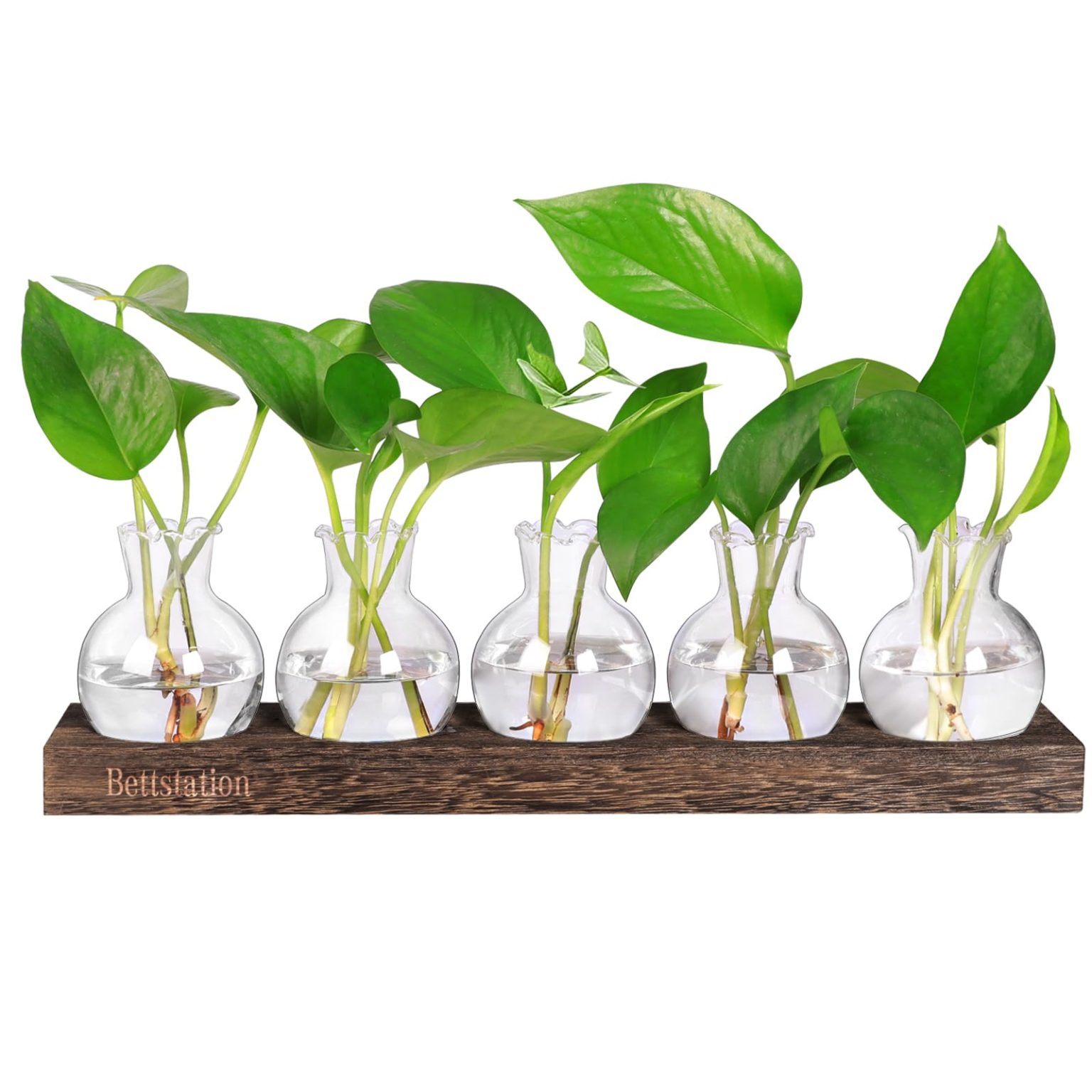 5 Best Plant Propagation Kits for 2026: Top Choices for Home Gardeners ...