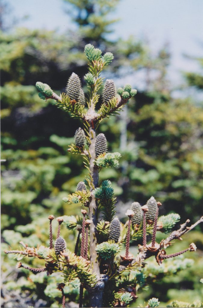 Balsam Fir: Native Tree with Edible Uses