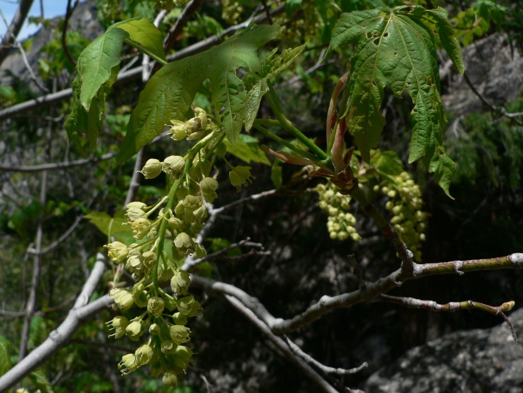Big Leaf Maple (Acer macrophyllum) – Growing Guide