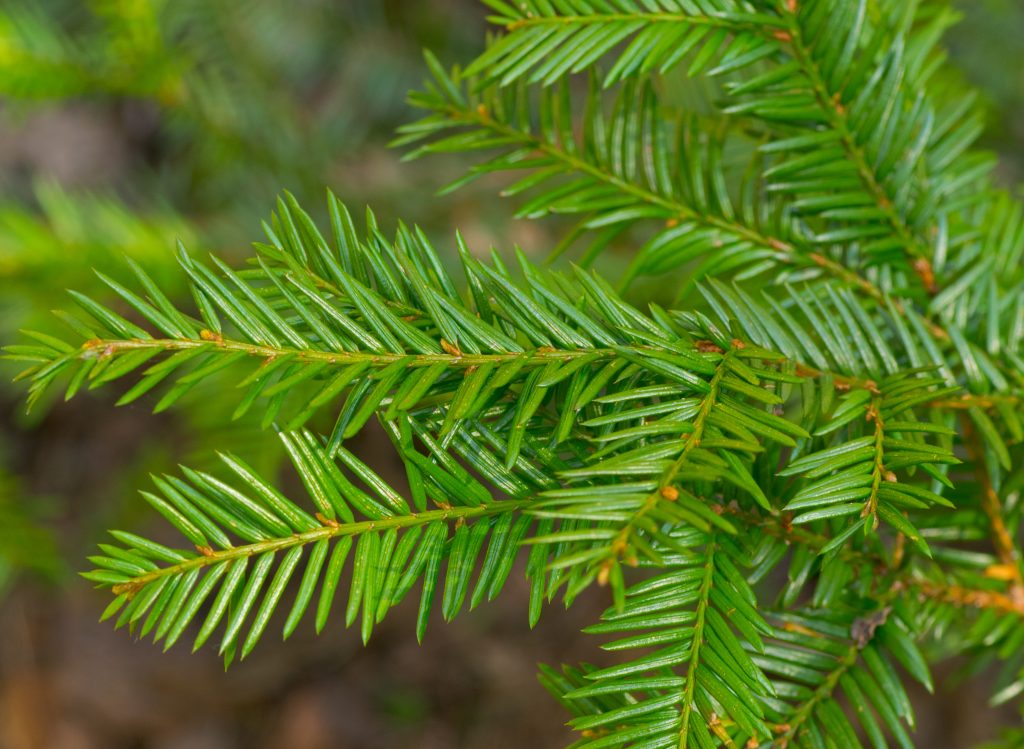 Canadian Yew: Native Shrub with Edible Berries