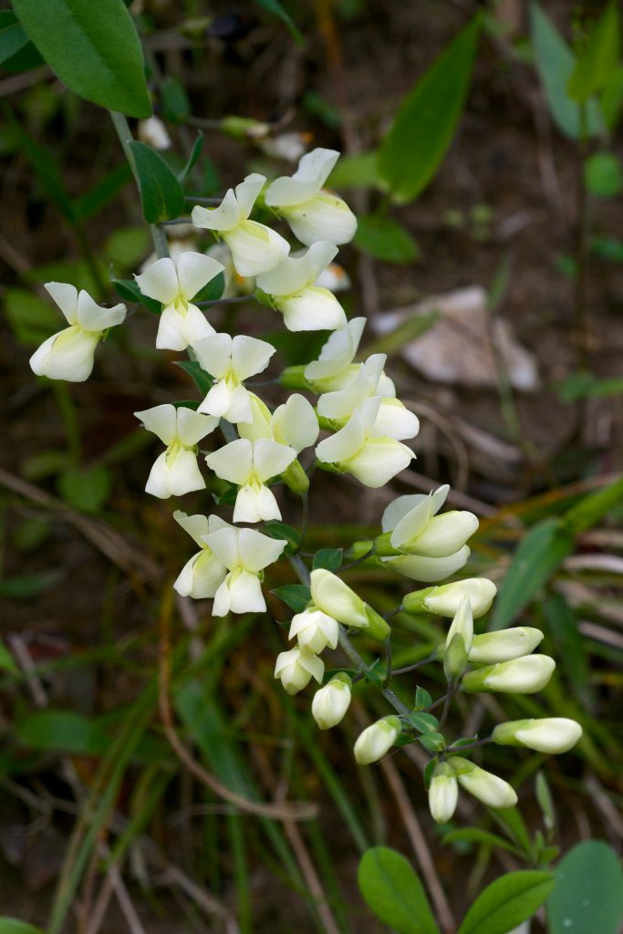 Cream False Indigo: Native Wildflower Guide