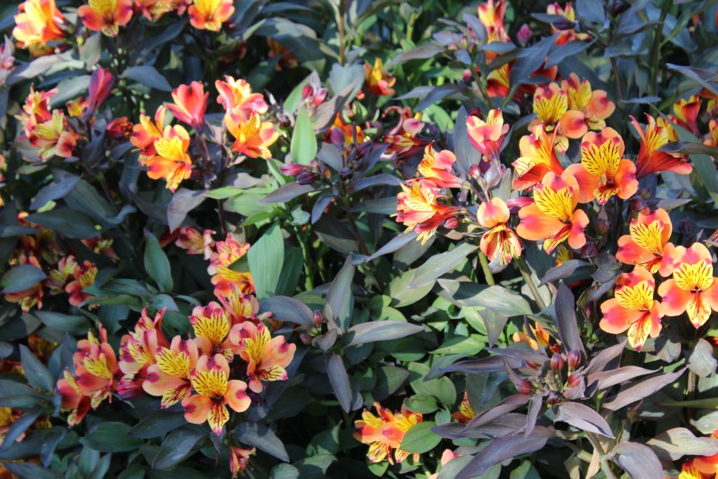 Best 7 Perennial Flowers To Grow In Ohio - PlantNative.org