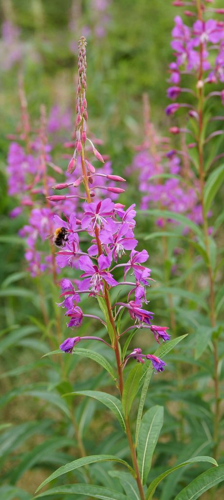 Fireweed: How to Identify, Grow & Use This Native Wildflower