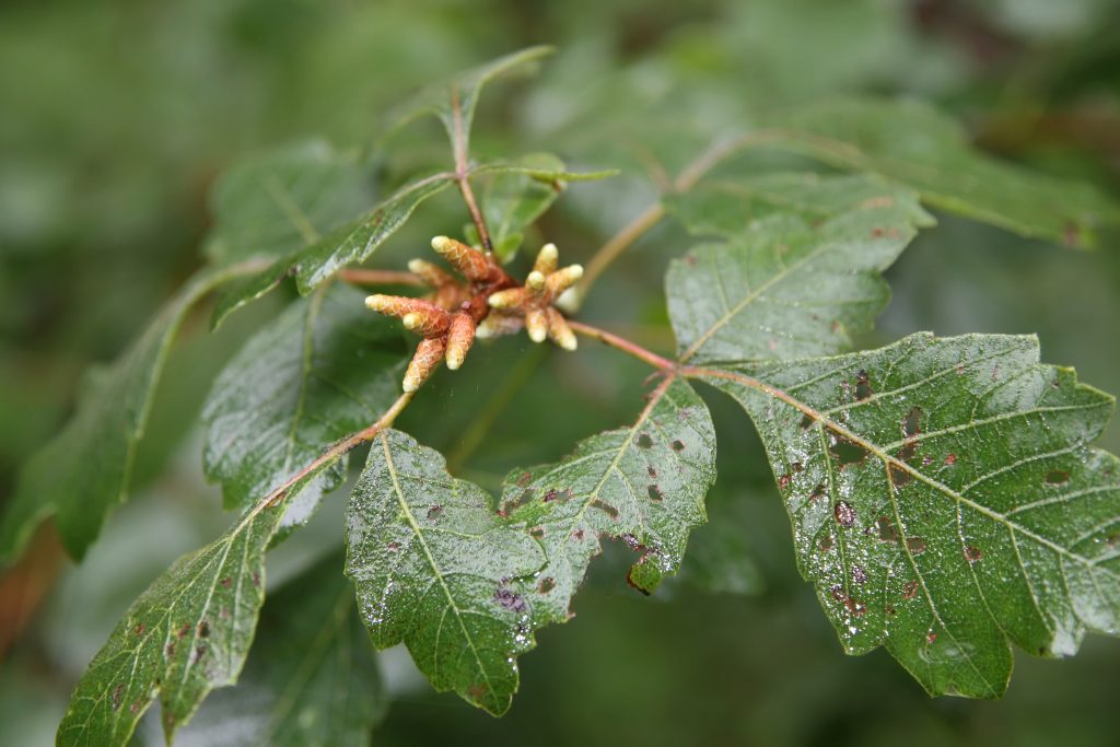 Fragrant Sumac: Native Shrub for Pollinators