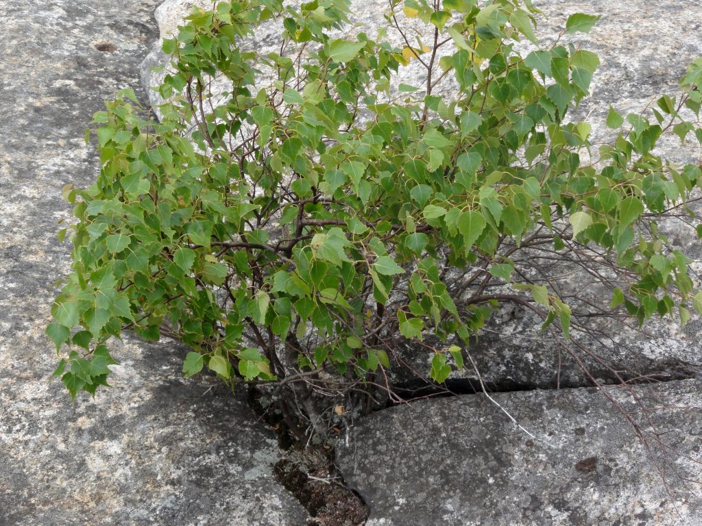 Gray Birch: Native Tree with Edible Uses