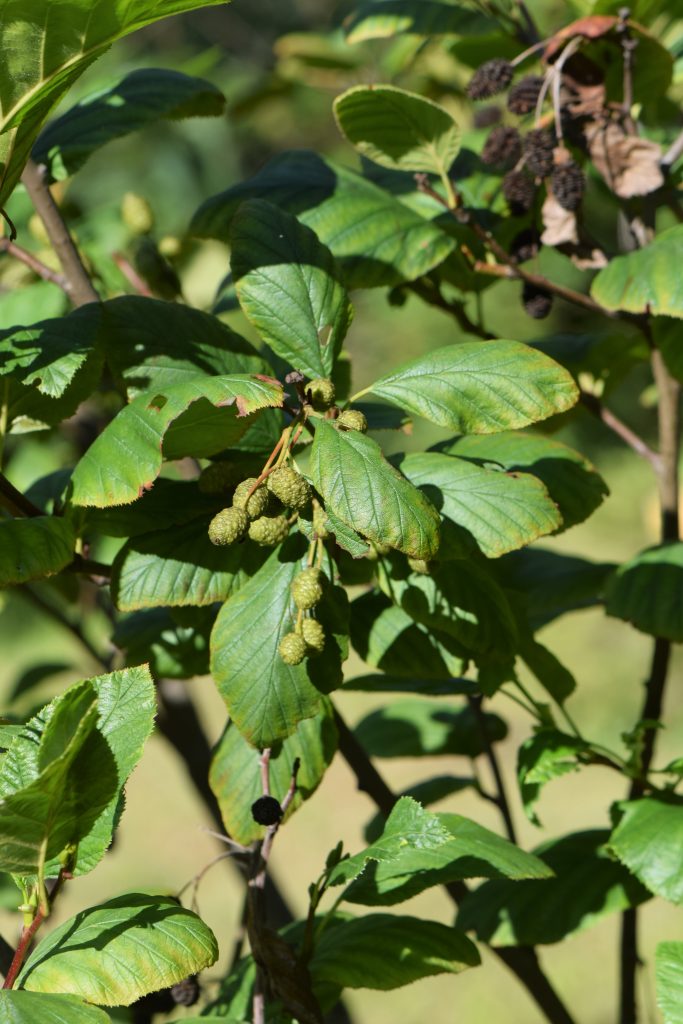Green Alder: Native Shrub with Edible Berries