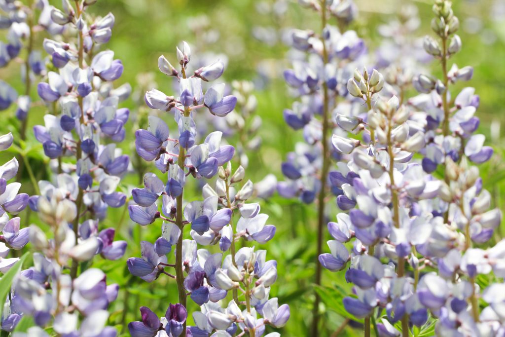 Wild Blue Lupine: Native Wildflower for Pollinators