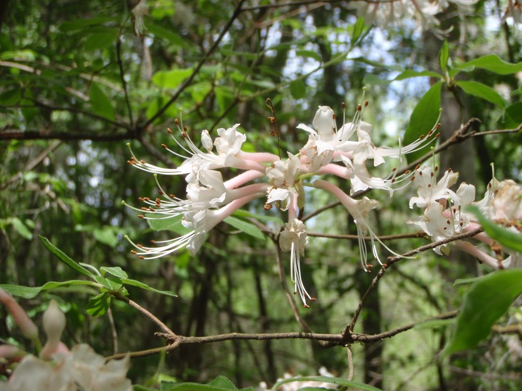 Piedmont Azalea: Native Shrub with Edible Berries