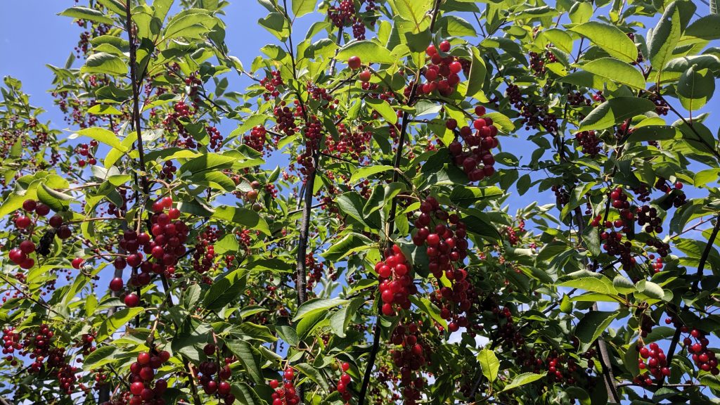 Chokecherry: Native Tree with Edible Uses