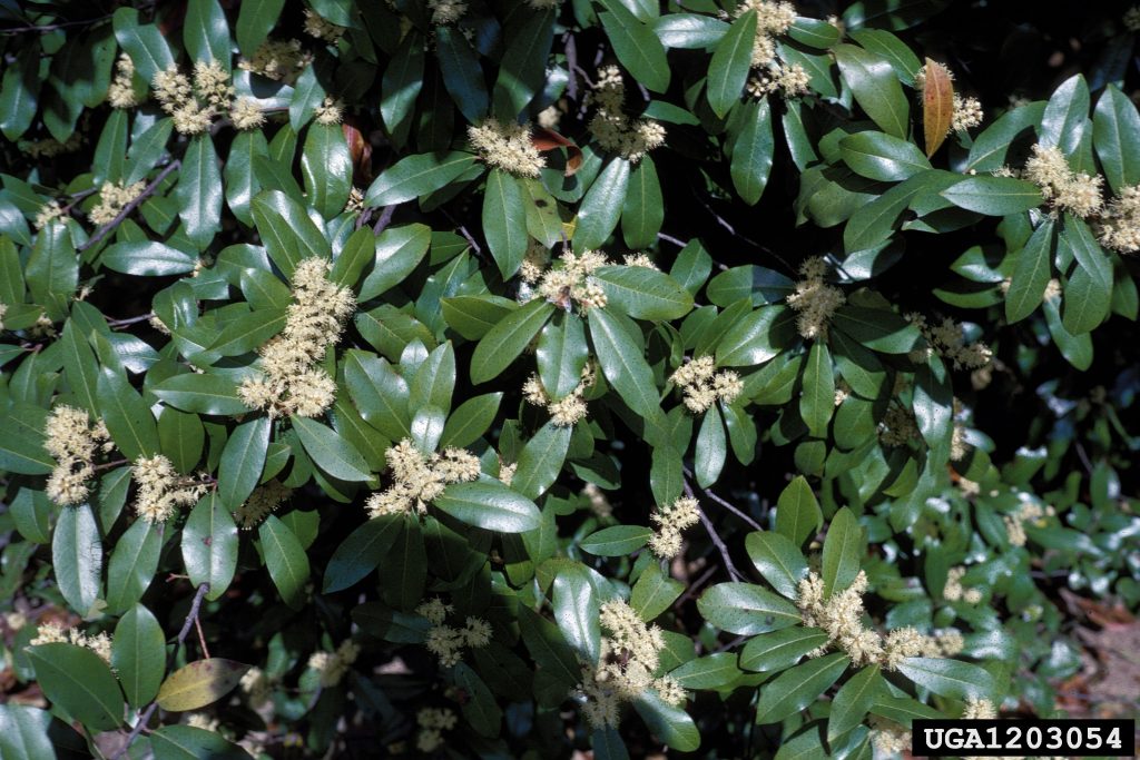 Cherry Laurel: Native Tree Growing Guide