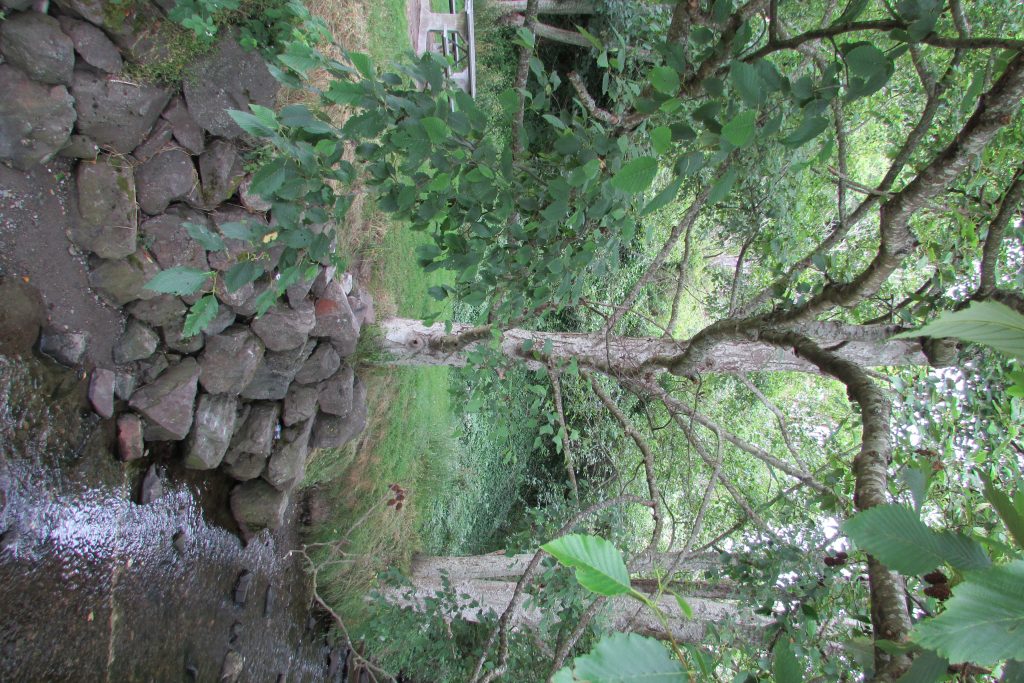 Red Alder (Alnus rubra) – Growing Guide