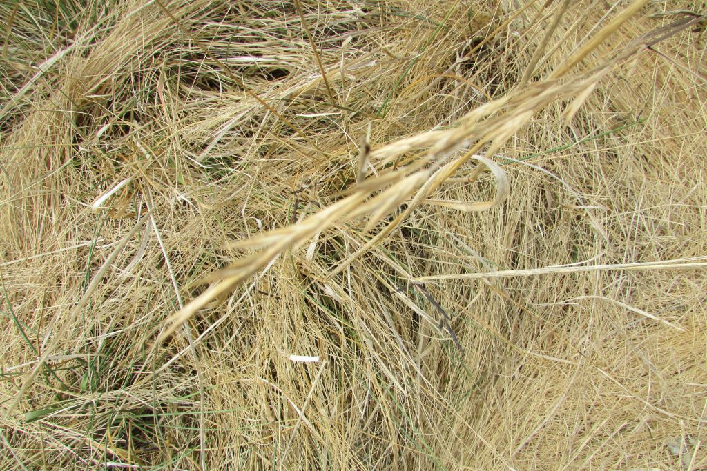 Alkali Sacaton: Native Grass Growing Guide