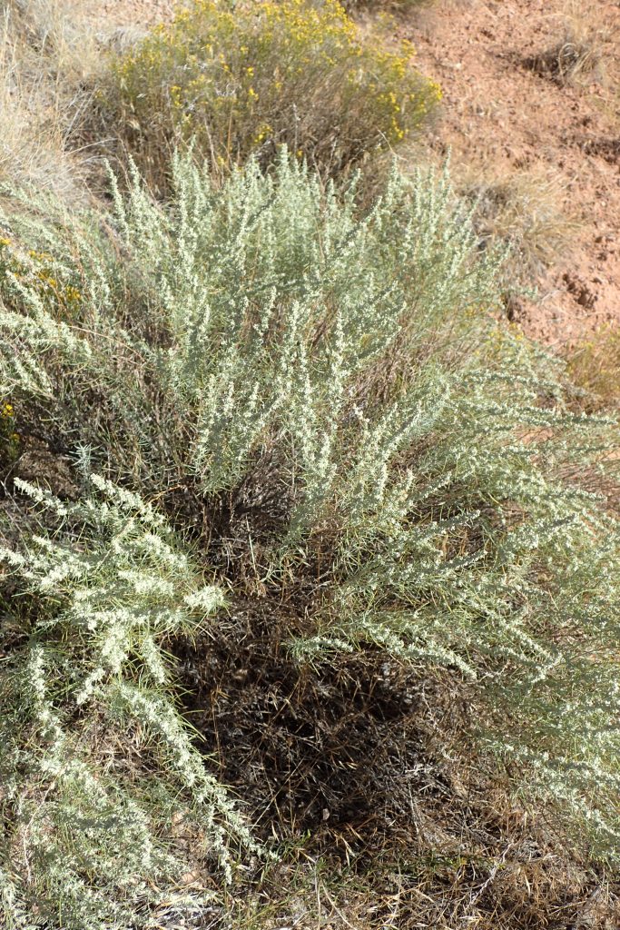 Sand Sage: Native Shrub with Edible Berries