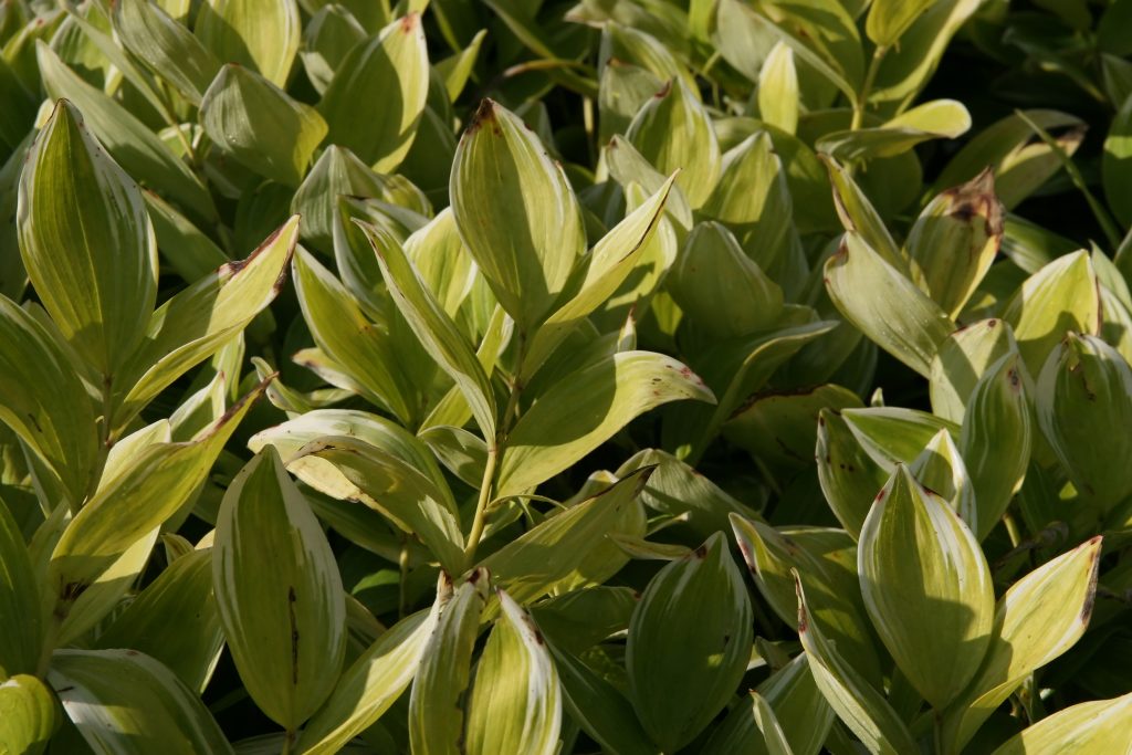 Solomon's Seal: Native Wildflower Guide