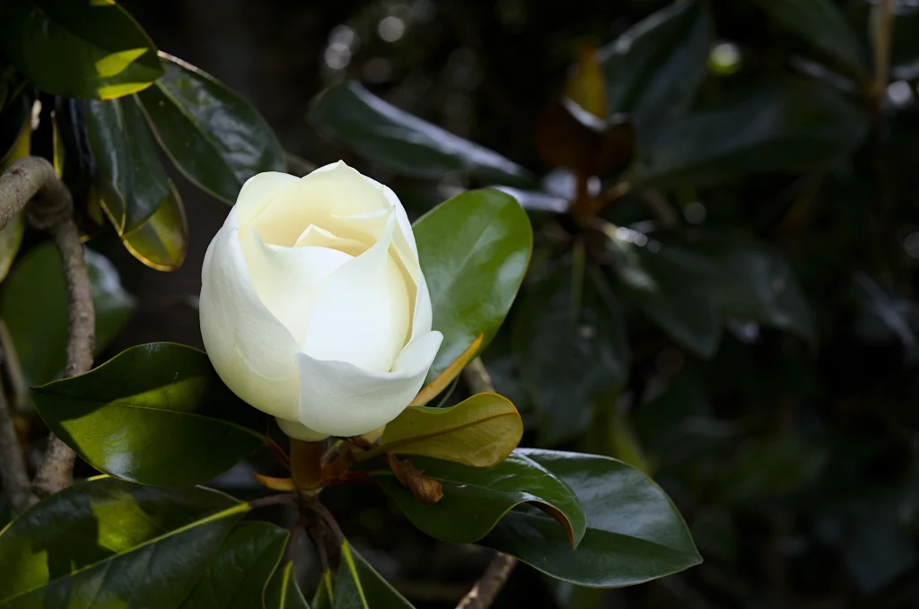 Magnolia Tree: Growing Guide, Care Tips & Native Range