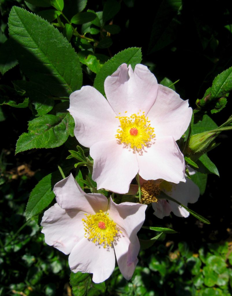 Swamp Rose: Native Shrub for Pollinators