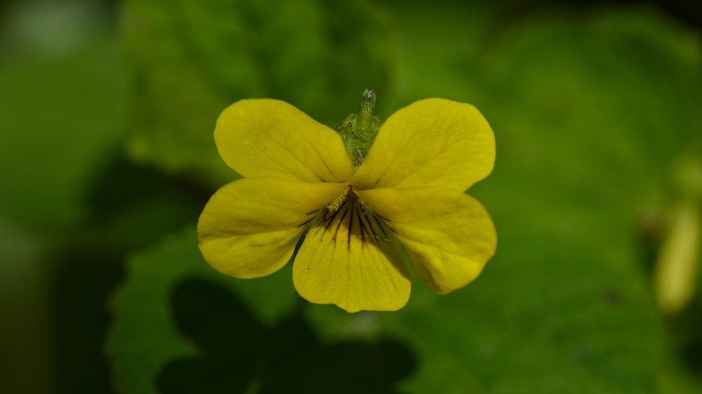 Downy Yellow Violet: Native Wildflower for Pollinators
