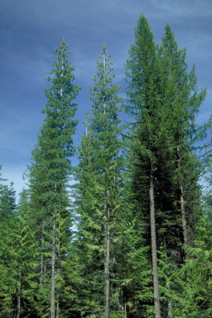 Western Larch: Native Tree with Edible Uses